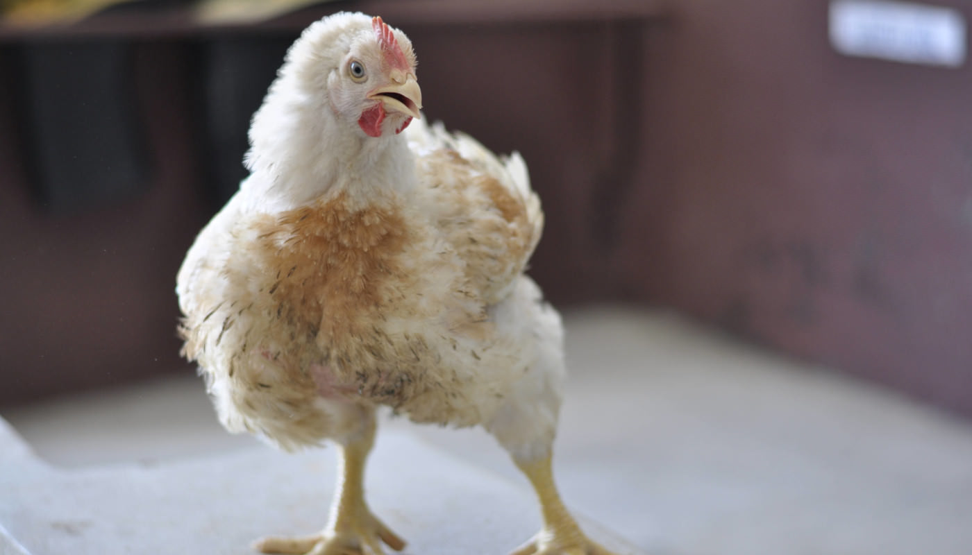 Chicken Commitment: Four New Sign-Ups • Albert Schweitzer Foundation