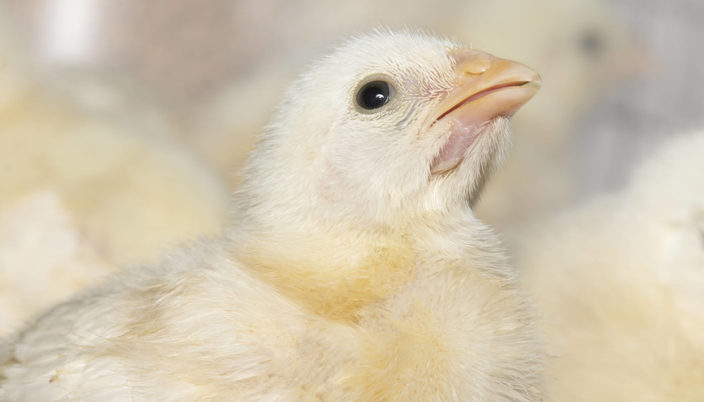 Six New Members Join Chicken Commitment • Albert Schweitzer Foundation
