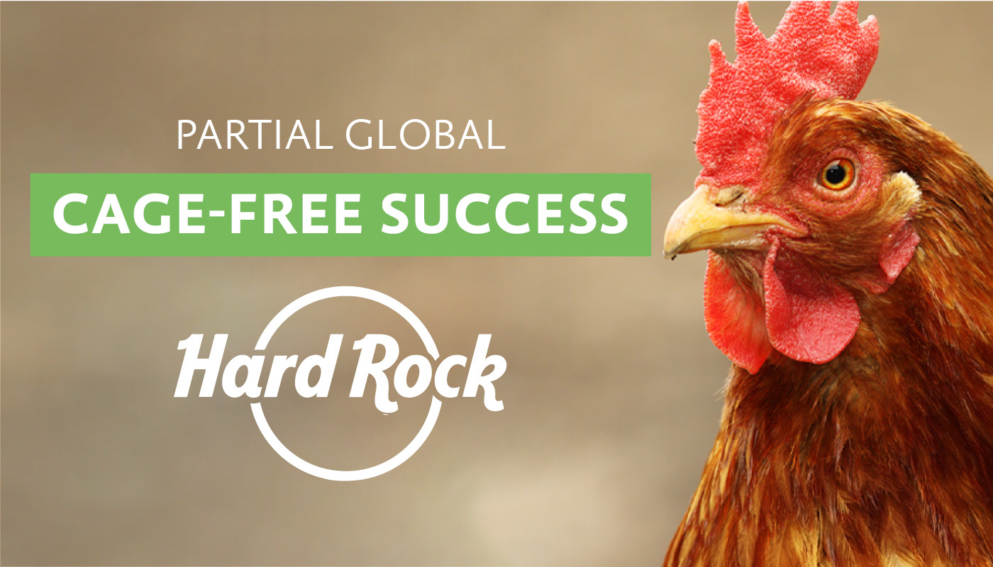 Partial Success: Hard Rock Without Cage Eggs