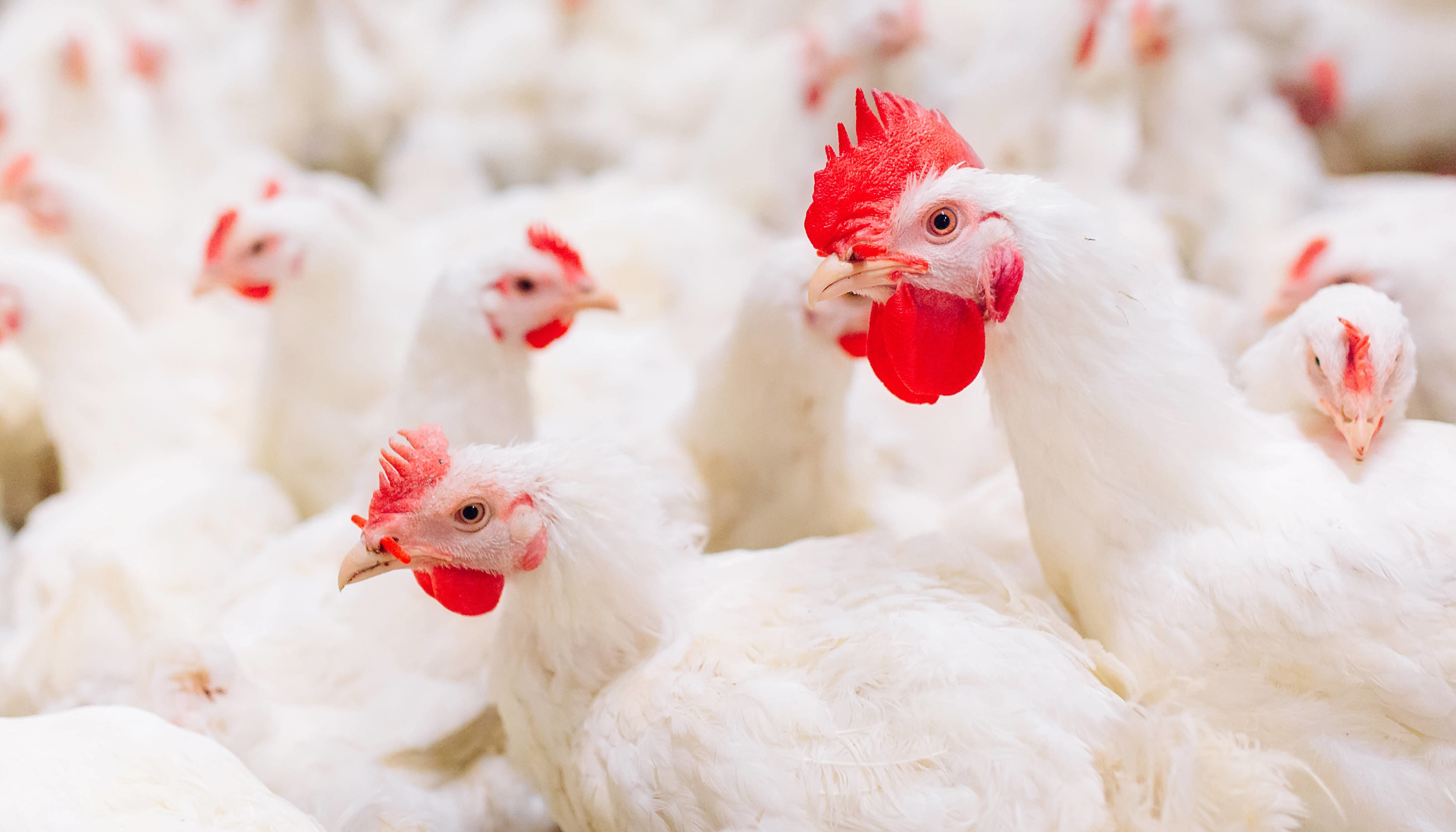 Globus Joins Chicken Commitment • Albert Schweitzer Foundation