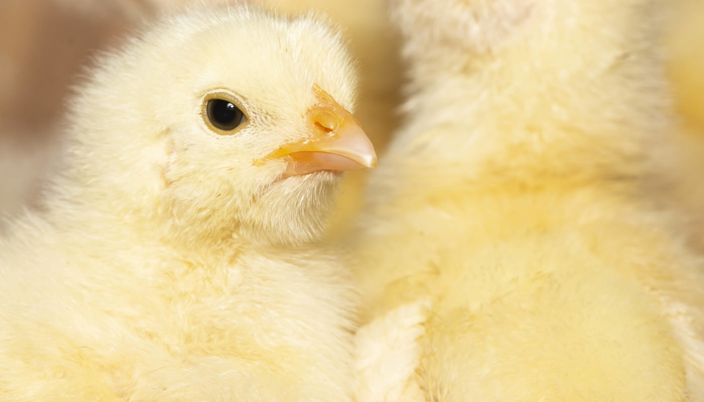 Chicken Commitment Keeps Growing • Albert Schweitzer Foundation